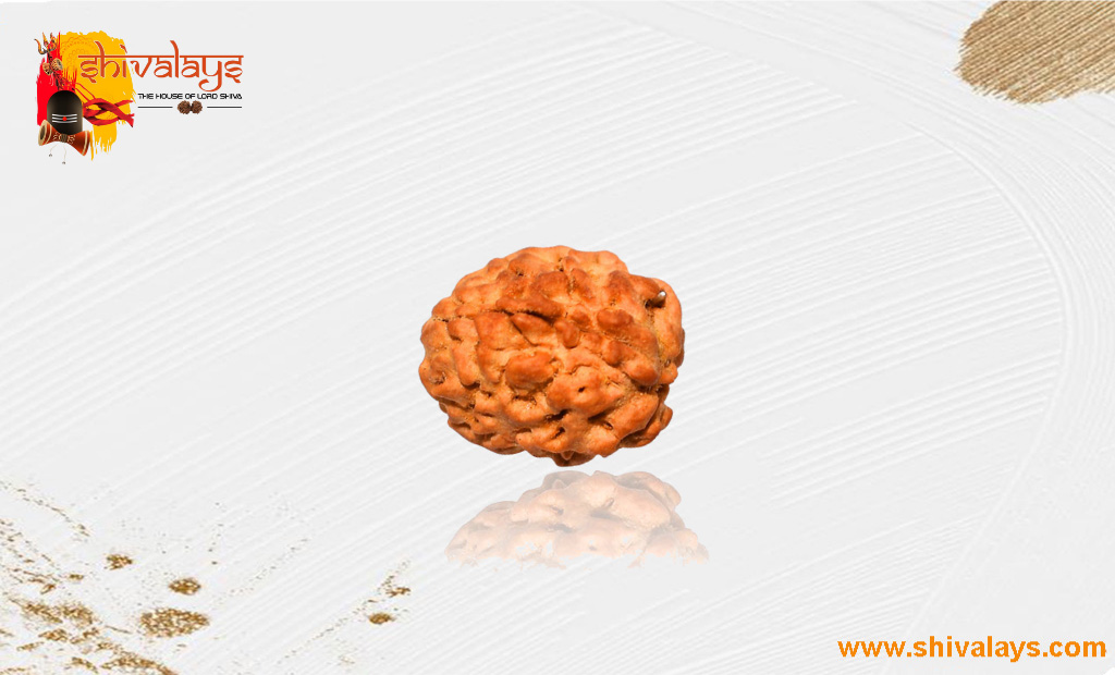Shivalays.com is a web e-commerce store to shop for actual Rudraksha ...
